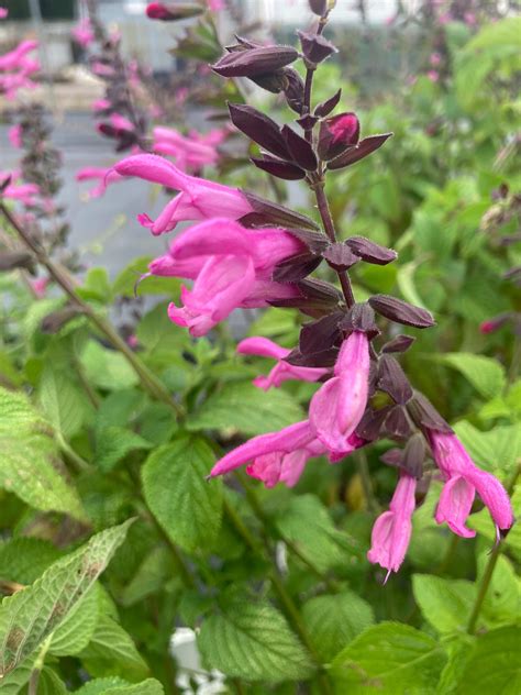 Buy Salvia Plants Online Hardy And Tender Varieties Champion Plants Uk