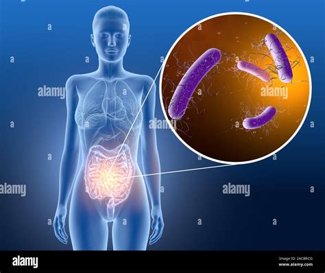 3d Illustration Montrant Des Bactéries Clostridium Difficile Dans L