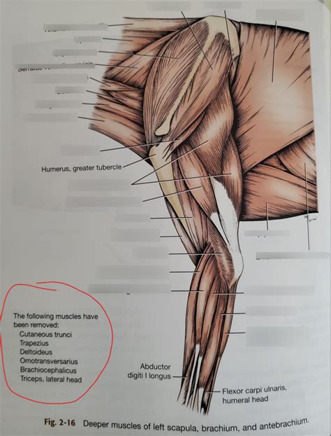 Muscles Of The Scapula Brachium And Antebrachium Diagram Quizlet