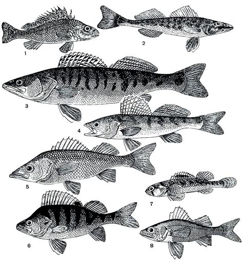 Рыбы Японского Моря С Картинками И Подписью – Telegraph