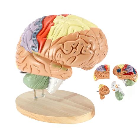 Iksvmsis Human Brain Model Disassembled Brain Model For Medical