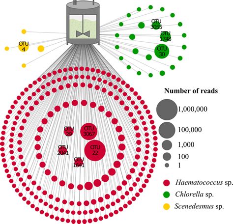 Schematic Visualization Of The Predominant Microalgae Subpopulation In