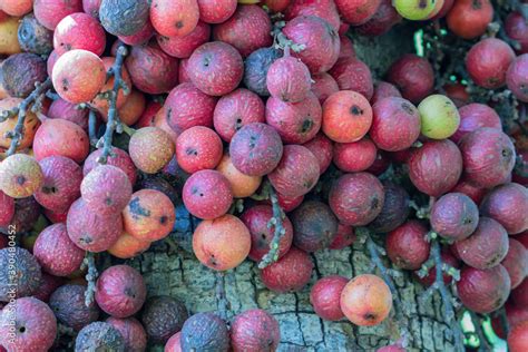 The Fruit Of Ficus Racemosthe Common Name Fig Fruitcluster Fig Tree