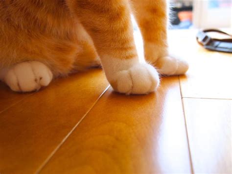 알츠하이머 할아버지와 고양이 친구 인스티즈instiz 이슈 카테고리