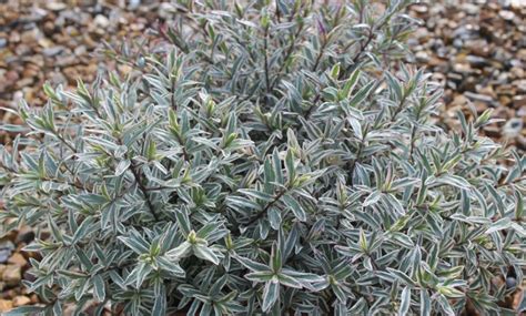 Hebe Silver Anniversary Or Purple Shamrocks Potted Plants Groupon