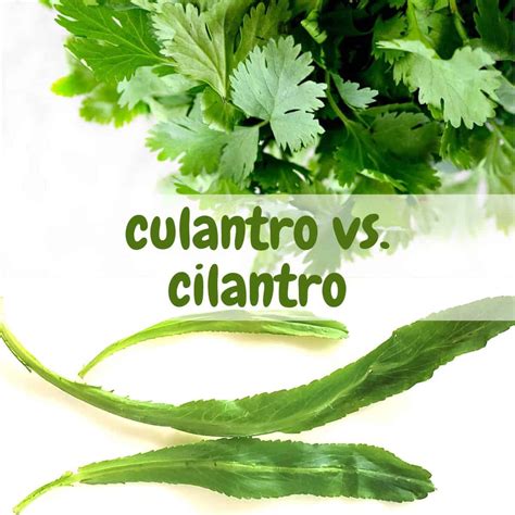 Culantro Vs Cilantro Two Herbs Seven Differences SimplyBeyondHerbs