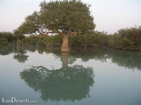 Qeshm Mangrove Forests Unesco Global Geopark