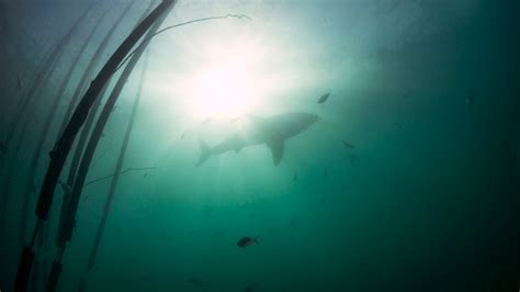 Sharknotes By Dr Sara Andreotti Blog