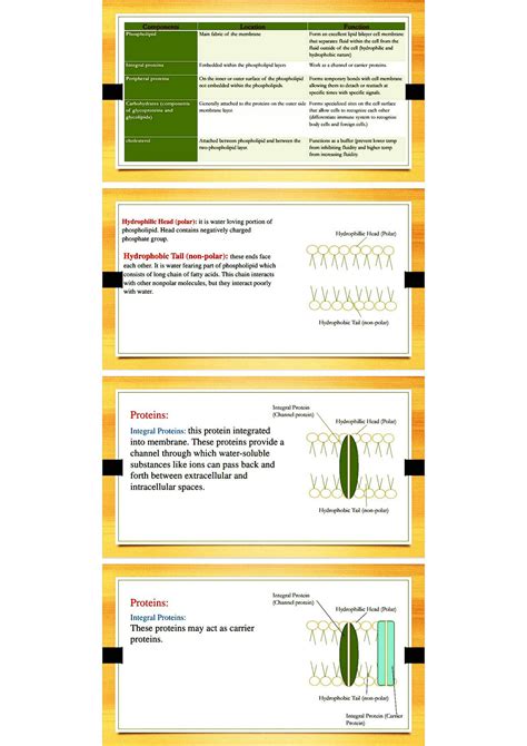 SOLUTION Cell Membrane Structure And Function Studypool