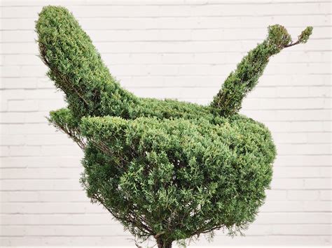 Lot Large Emu Form Juniper Topiary In Cast Concrete Planter 174cm