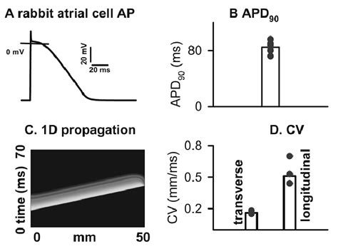 Model Rabbit Atrial Action Potential Ap And Conduction Velocity Cv