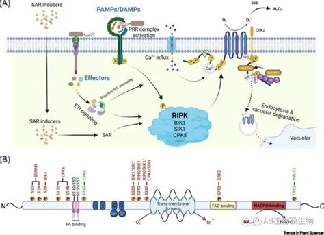 Trends In Plant Science 植物免疫中活性氧信号传导的“燃料”！ 知乎