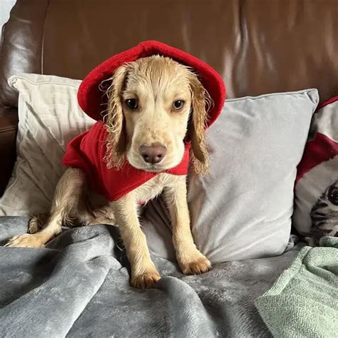 Milo Cocker Spaniel English Purina Uk