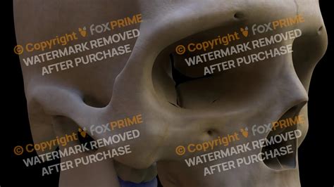 Zygomatic Bone Right Foxprime