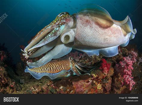 Mating Cuttlefish Sex Image And Photo Free Trial Bigstock