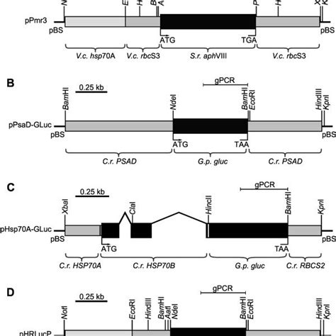 Schematic Diagram Of The Selectable Marker Plasmid And Co Transformed