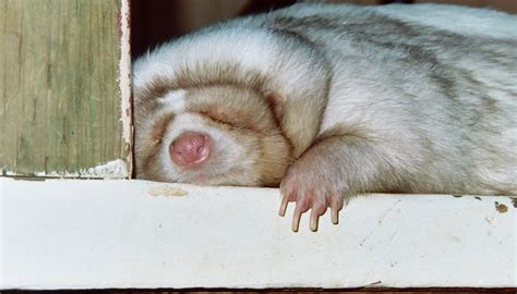 Fat Skunk By Werewolf Nemesis On Deviantart
