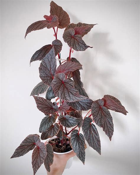 20 Stunning Cane Begonia Varieties Youll Love Houseplant Alley