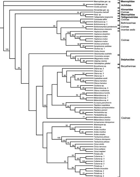 Classification Of The Cixiidae Planthoppers Of North America