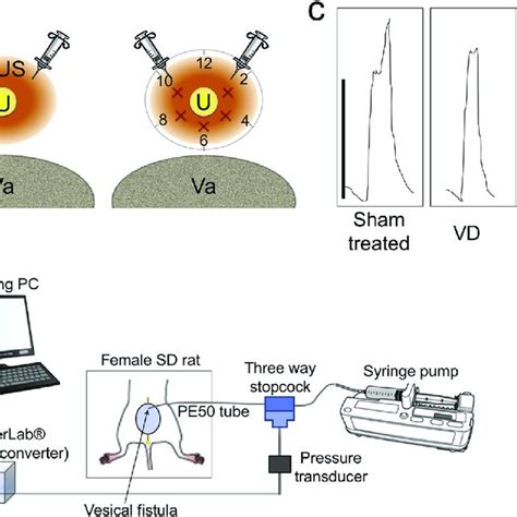 Experimental Methodology Used In This Study A Schematic Diagram For Download Scientific