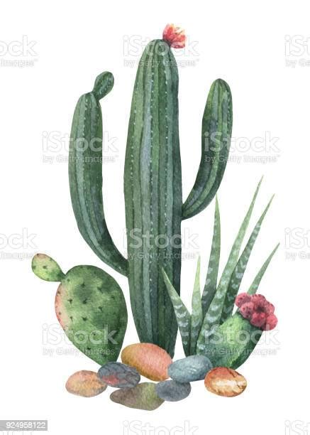 선인장과 Succulents 식물 흰색 배경에 고립의 수채화 벡터 컬렉션입니다 선인장에 대한 스톡 벡터 아트 및 기타 이미지 선인장 수채화 개체 그룹 Istock