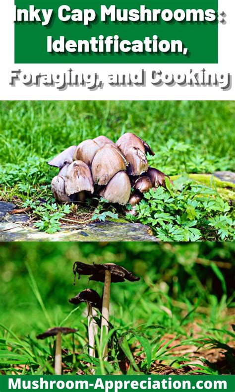 Inky Cap Mushrooms Identification Foraging And Cooking Mushroom Appreciation