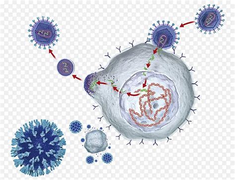 病毒细胞分裂png图片素材下载 图片编号9701927 Png素材网