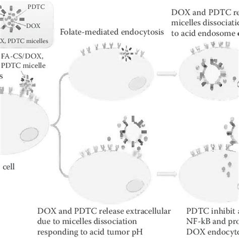 2 Structure Of Caelix ® Doxil ® From Gabizon A Shmeeda H And Download Scientific