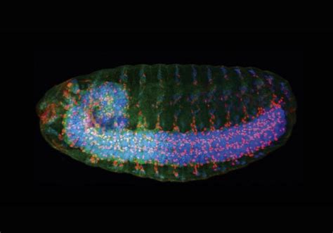 Image Of The Day Neural Branching Gene The Scientist