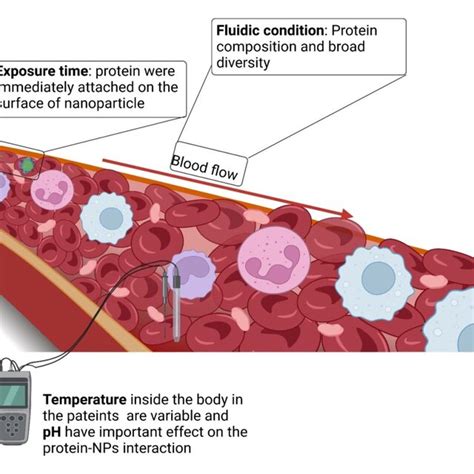 Biological Parameters Influence Nanoparticle Biomolecule Interactions Download Scientific Diagram
