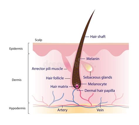 Diagram Of Hair Structure Anatomy Vector Illustration Stock Illustration Illustration Of Diagram Of Hair Structure Anatomy Vector Illustration Stock Illustration Illustration Of