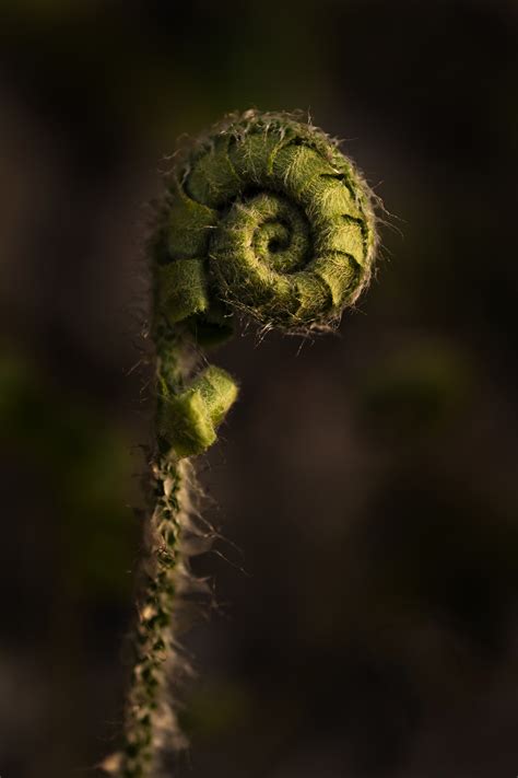 The Fibonacci Fiddlehead • Things Hoped For Photography The Fibonacci Fiddlehead • Things Hoped For Photography