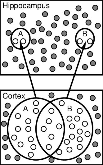 Pattern Separation In The Hippocampus Small Circles Represent Units Download Scientific