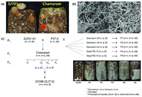 Genetic Analysis Of Abnormal Brown Film Formation In L Edodes Download Scientific Diagram