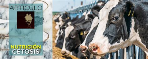 Las Claves Para Abordar La Cetosis Desde El Periodo Seco Vacuno De