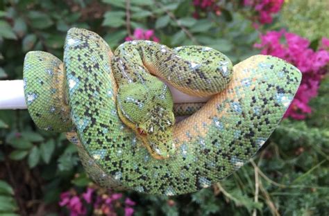 green tree python collection