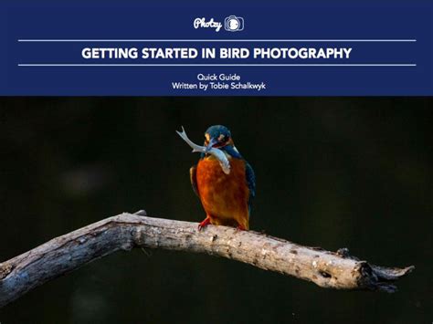 3 Quick Guides To Help You Become A Fantastic Bird Photographer She Snaps