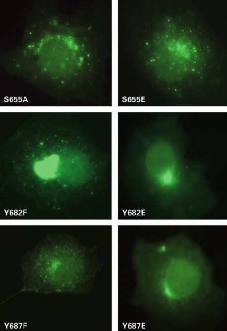 Comparison Of The Subcellular Localization Of Different App Gfp
