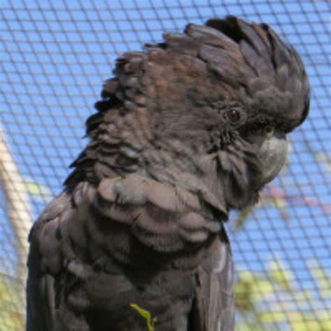 How To Develop A Cone Owlcation