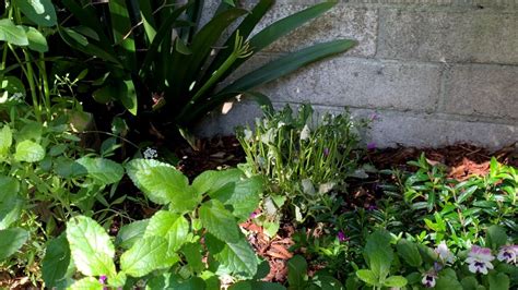 When To Deadhead Senetti Easy Pruning Tips For Lots Of Flowers Eco