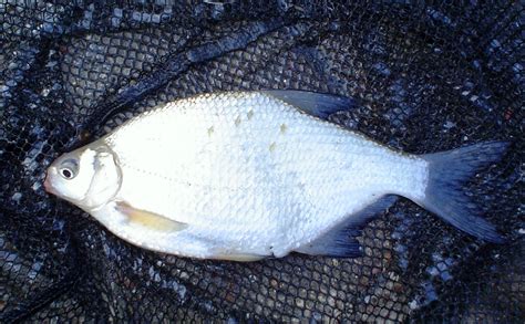 Warwickshire Avon.: A Big Silver Bream.