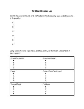 Bird Identification Lab By Pitts Homebabe Academy TPT