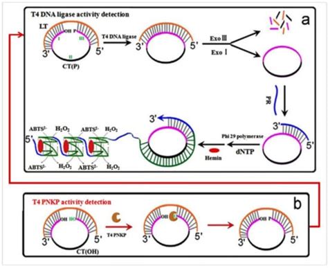 Research Progress On Rolling Circle Amplification Rca Based Biomedical Sensing