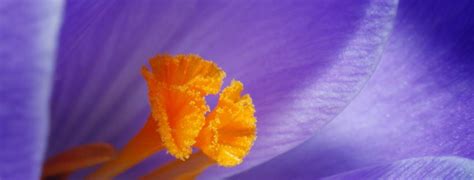 Het Verborgen Liefdesleven Van Planten Themawandeling Biotuinwijzer Nl