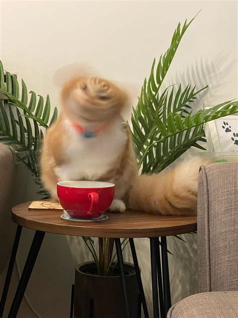 Drillkitty Rdrillcats