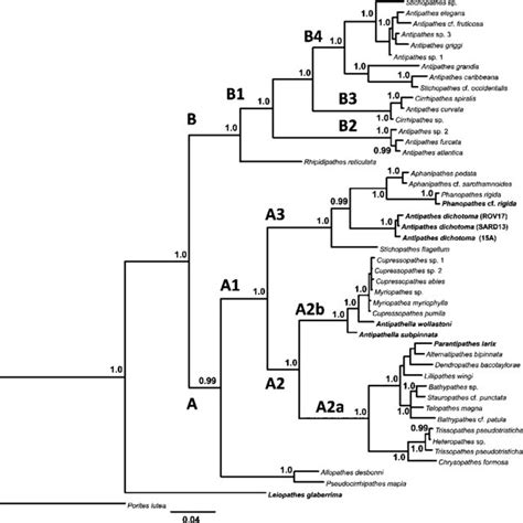 Bayesian Inference Based Phylogenetic Reconstruction Based On Internal
