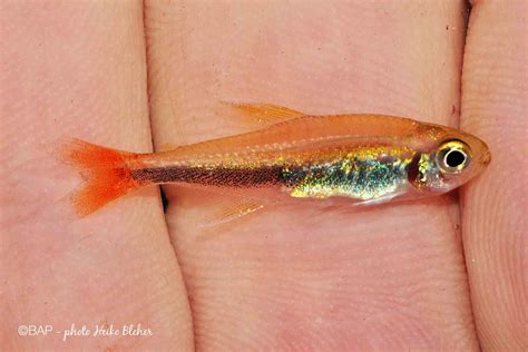 Hyphessobrycon Loretoensis Ladiges 1938 Bap