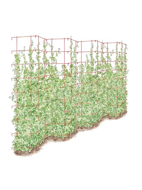 Shop The Best Deals Affordable Tall Expandable Pea Trellis On Sale At
