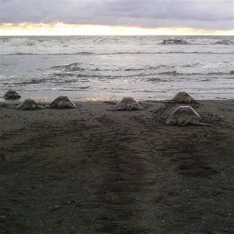 Scute Patterns And Shell Morphology Of The 7 Sea Turtle Species Download Scientific