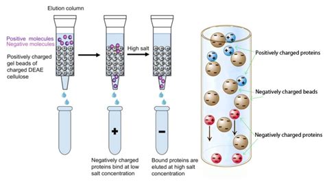 Rapid Plasma Reagin Rpr Test Principle Procedure Result Applications Biology Notes Online
